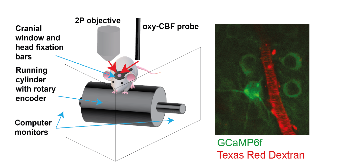 Join us!! PhD studentship available to study nitric oxide synthase ...